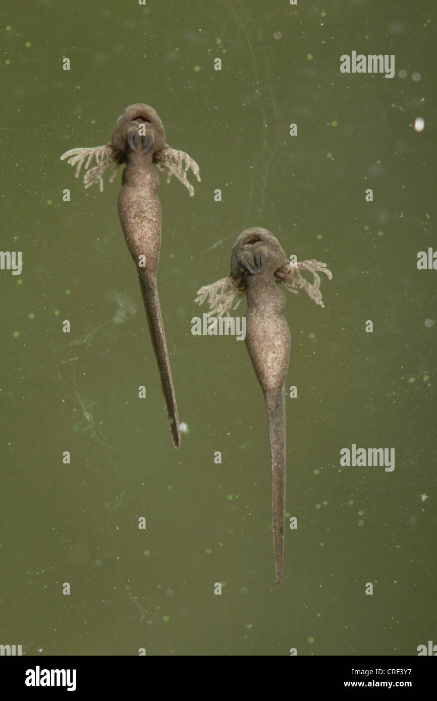 Tadpole gills hi-res stock photography and images - Alamy