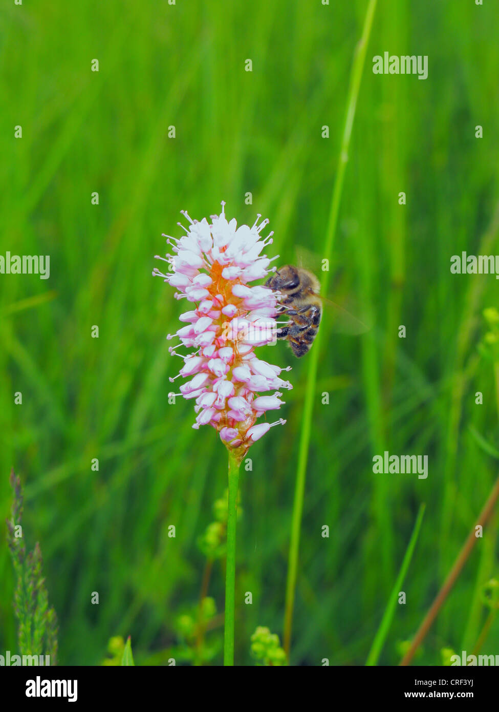 Common bistort, Meadow bistort (Polygonum bistorta, Bistorta ...