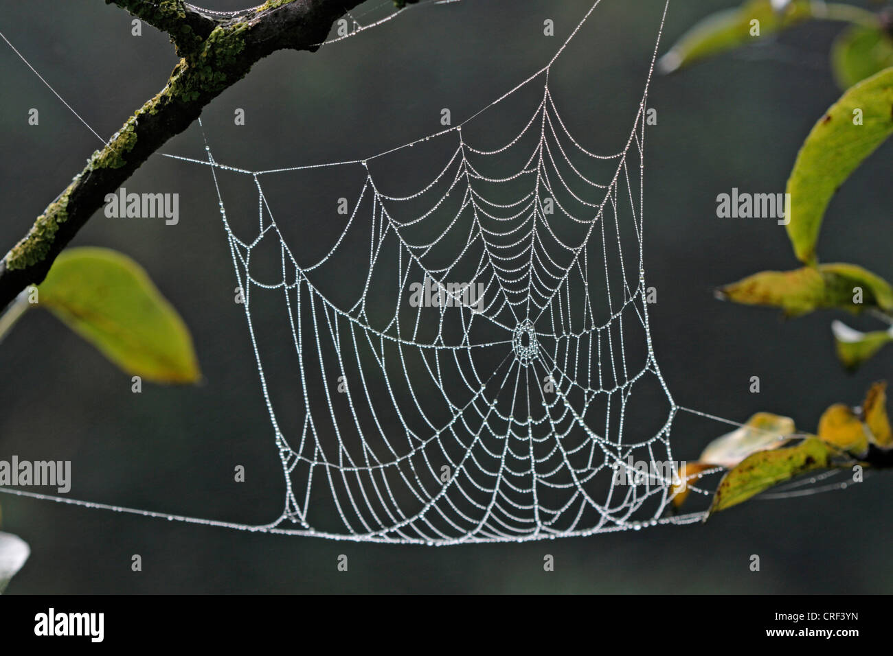 Autumn orbweaver (Meta segmentata, Metellina segmentata), spider web ...