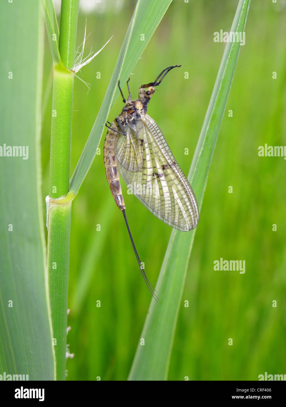 mayfly (Ephemera cf. danica), imago sitting at reed, Germany, Bavaria ...