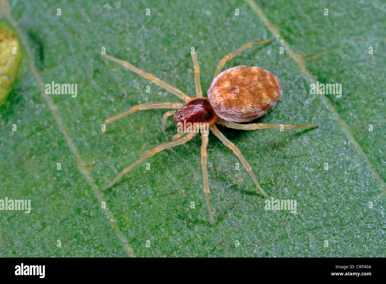 Nigma flavescens hi-res stock photography and images - Alamy