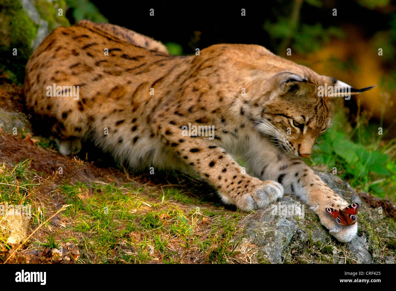 Eurasian lynx (Lynx lynx), looking at a butterfly on its paw Stock ...