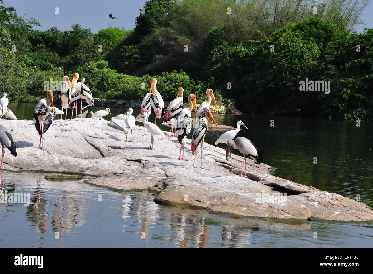 Ranganathittu Bird Sanctuary of India Stock Photo - Alamy