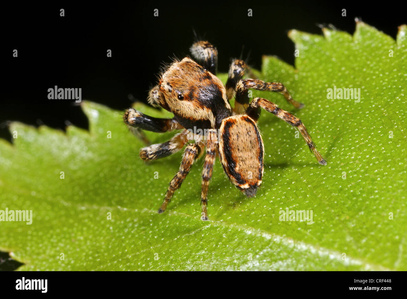 Jumping spider (Evarcha falcata), siting on a leaf, male Stock Photo ...