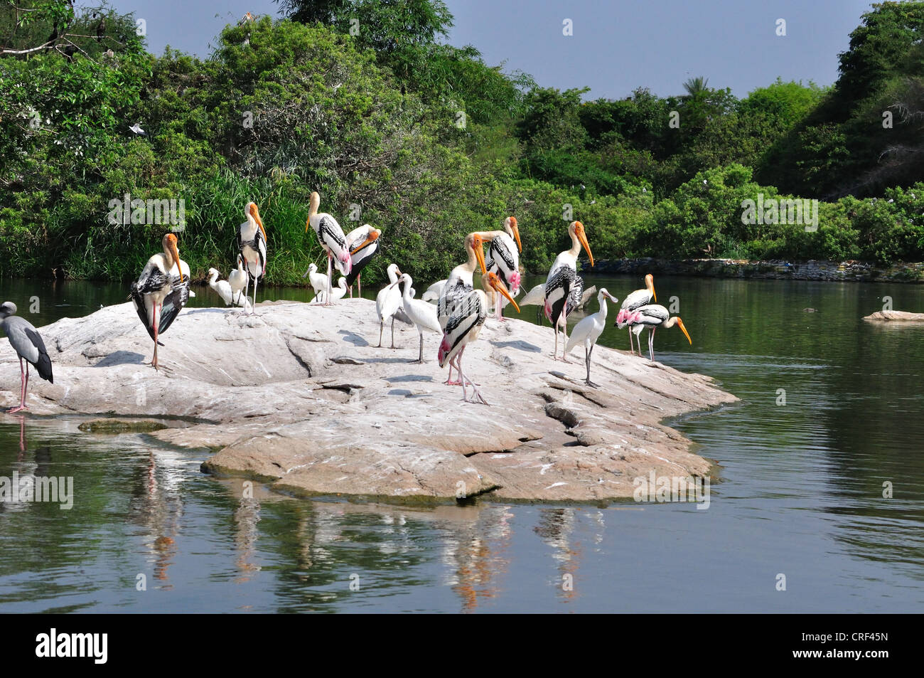 Ranganathittu Bird Sanctuary of India Stock Photo - Alamy