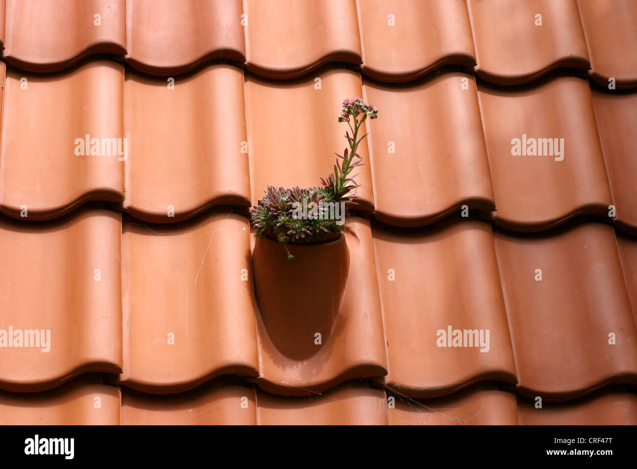 hen-and-chickens, house-leek, houseleek, common houseleek (Sempervivum ...