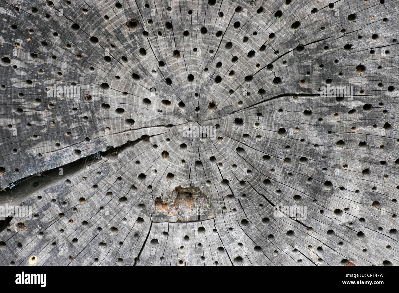 help for wild bees, breeding aid for insects Stock Photo - Alamy