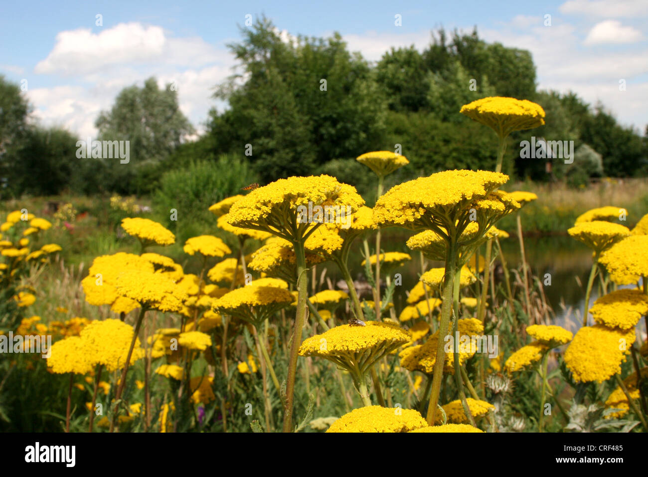 fern-leaf yarrow (Achillea filipendulina), blooming Stock Photo - Alamy