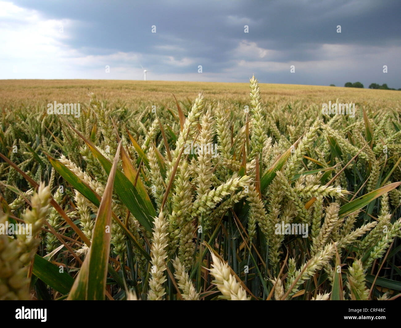 Triticum aestivum hi-res stock photography and images - Alamy