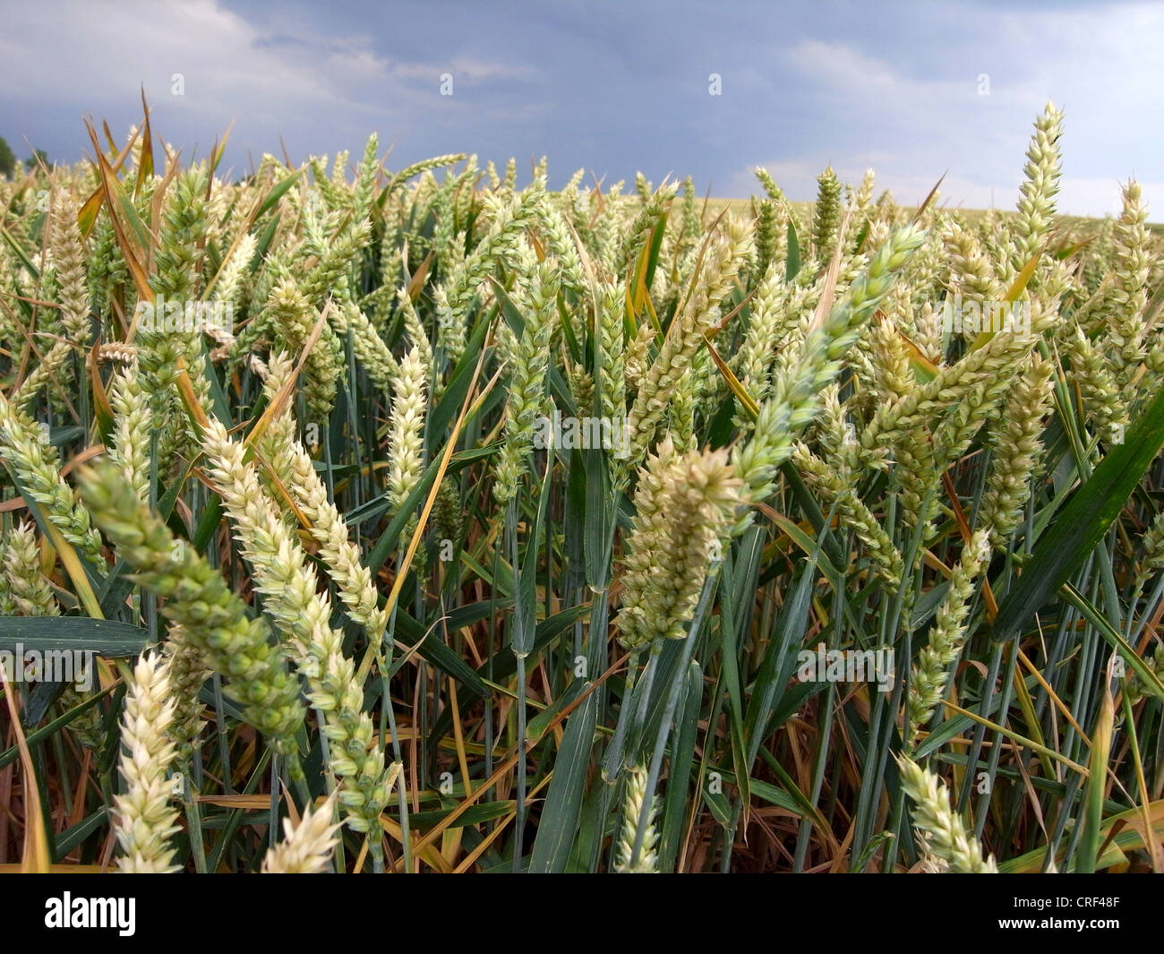 Bad wheat crop hi-res stock photography and images - Alamy