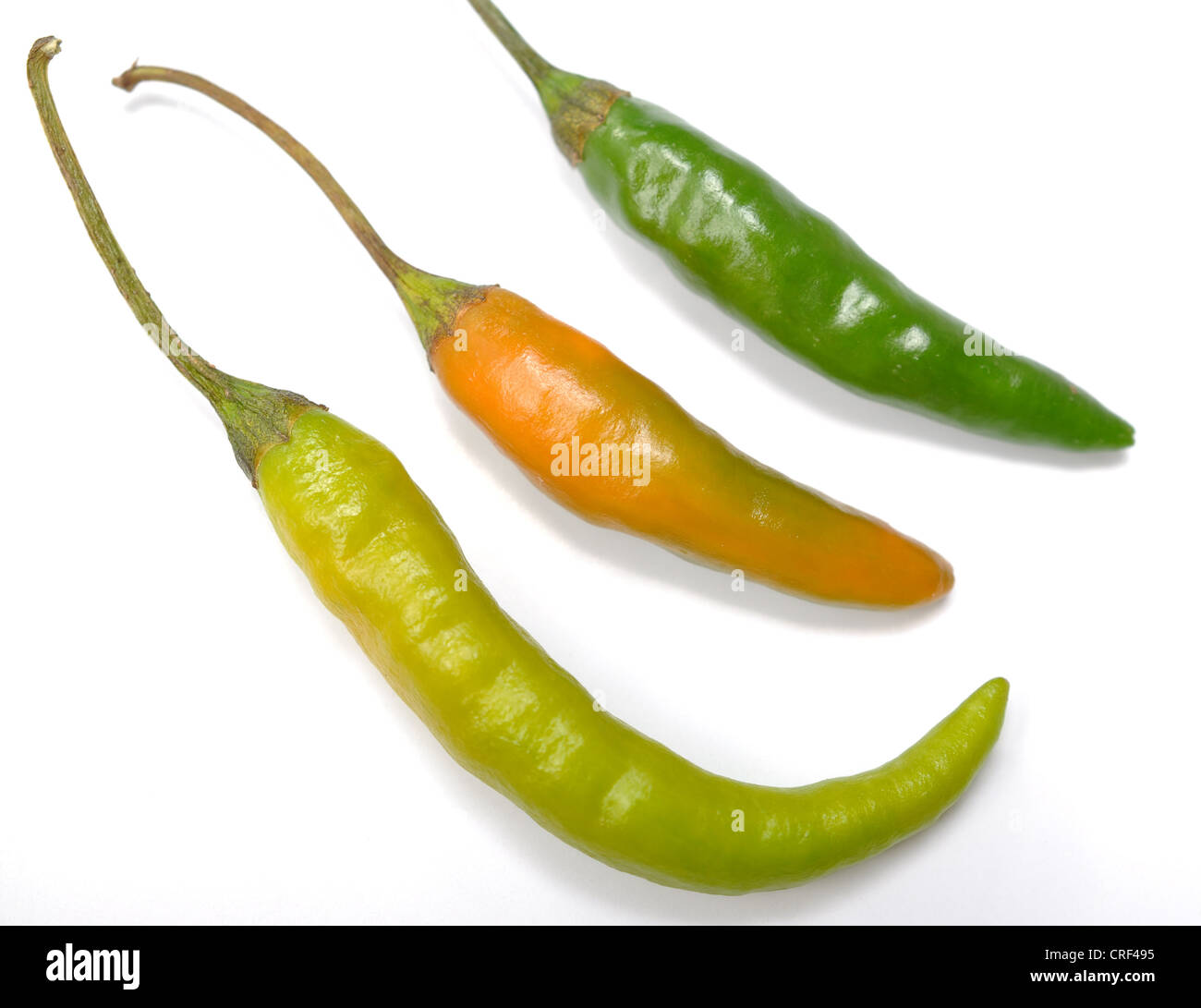 Chili Pepper Vector High Resolution Stock Photography and Images - Alamy