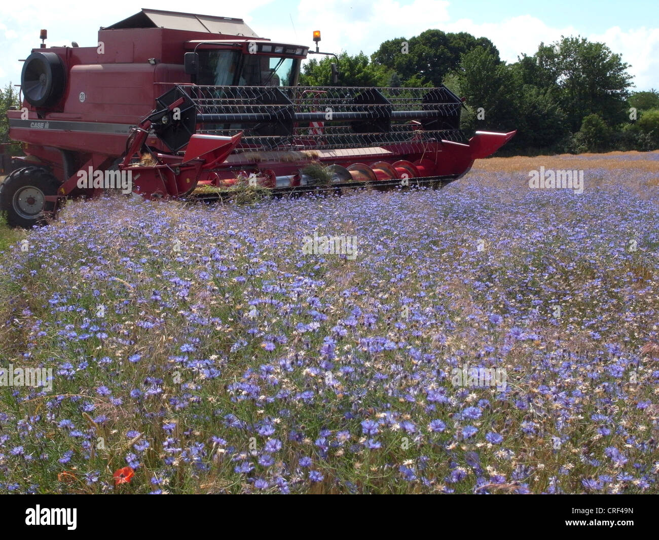 bachelor's button, bluebottle, cornflower (Centaurea cyanus), flied of ...
