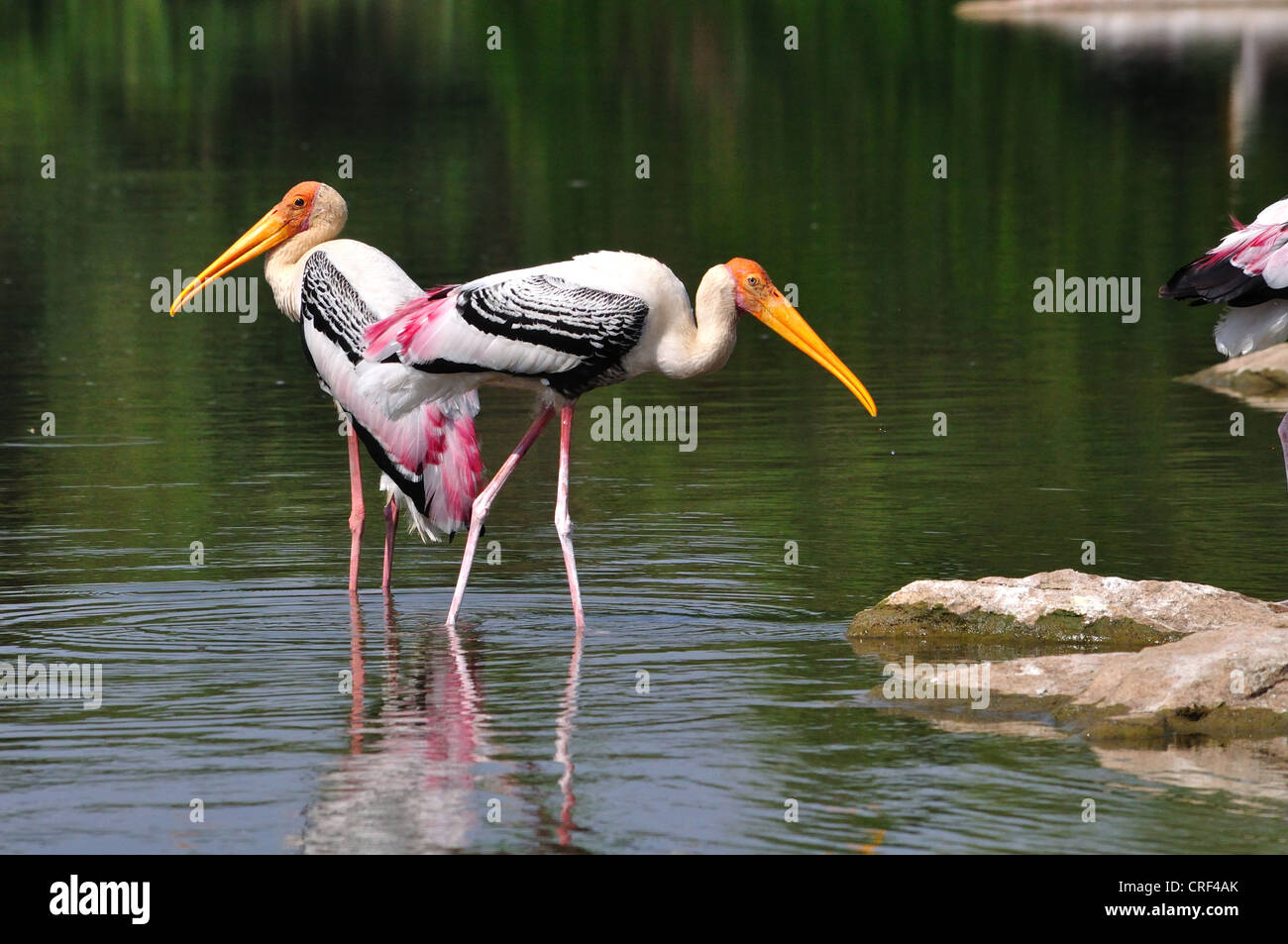 Indian stork hi-res stock photography and images - Alamy