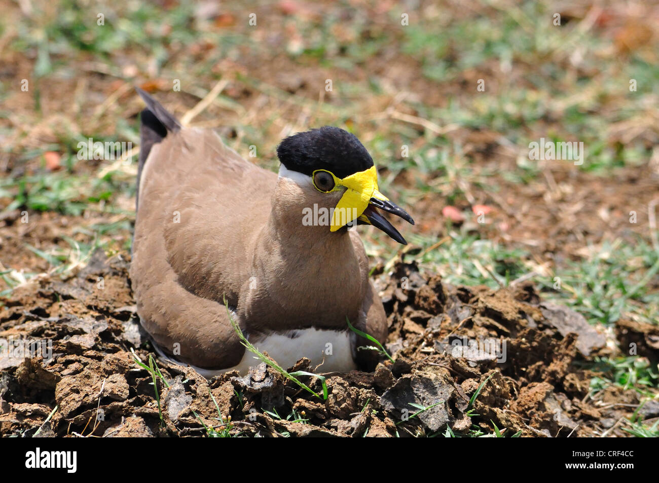 Yellow Wattled Lapwing