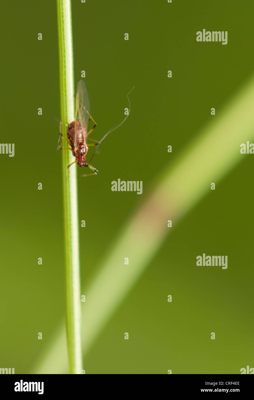 Greenfly close up hi-res stock photography and images - Alamy