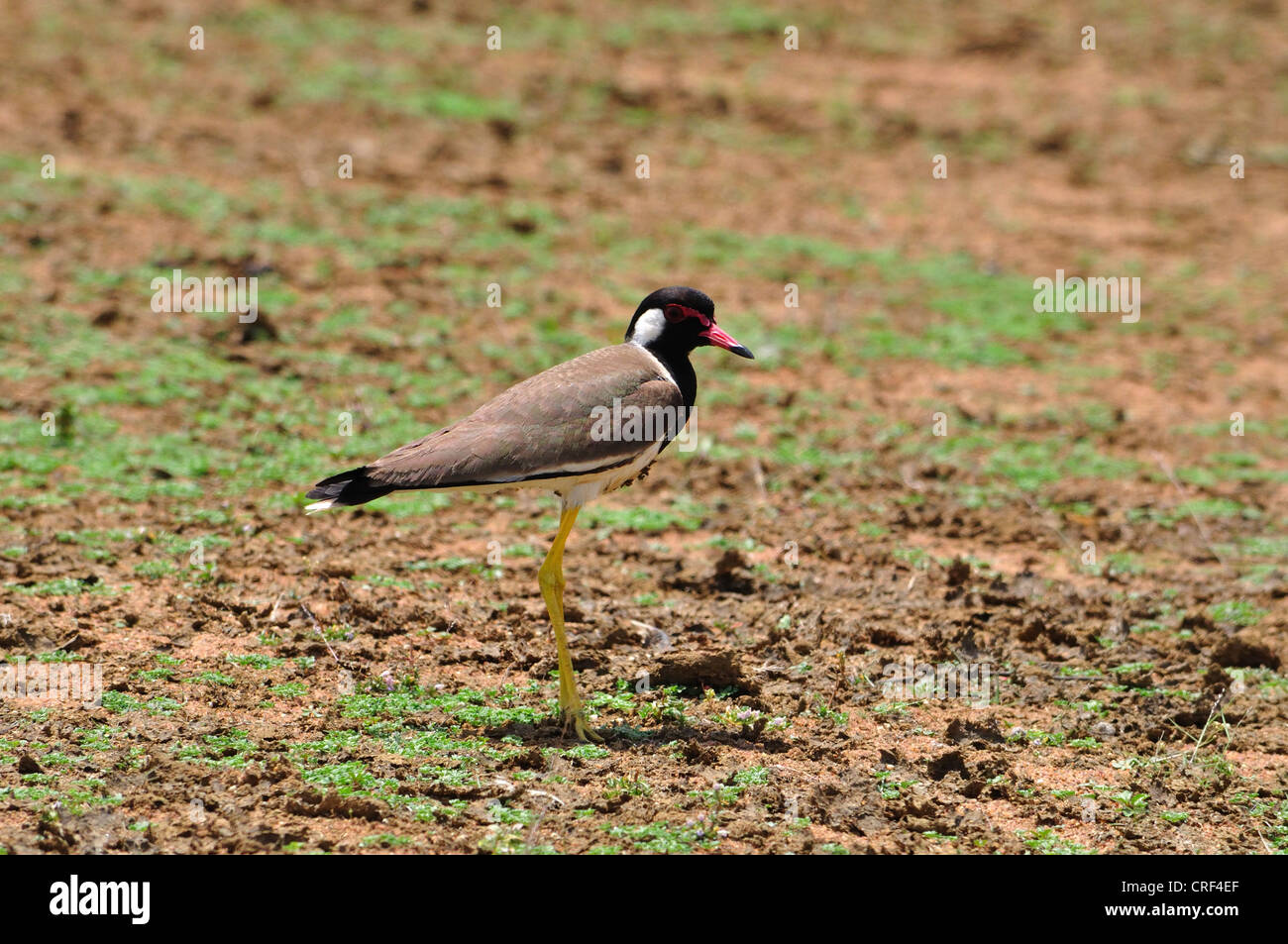 Indian lapwing hi-res stock photography and images - Alamy
