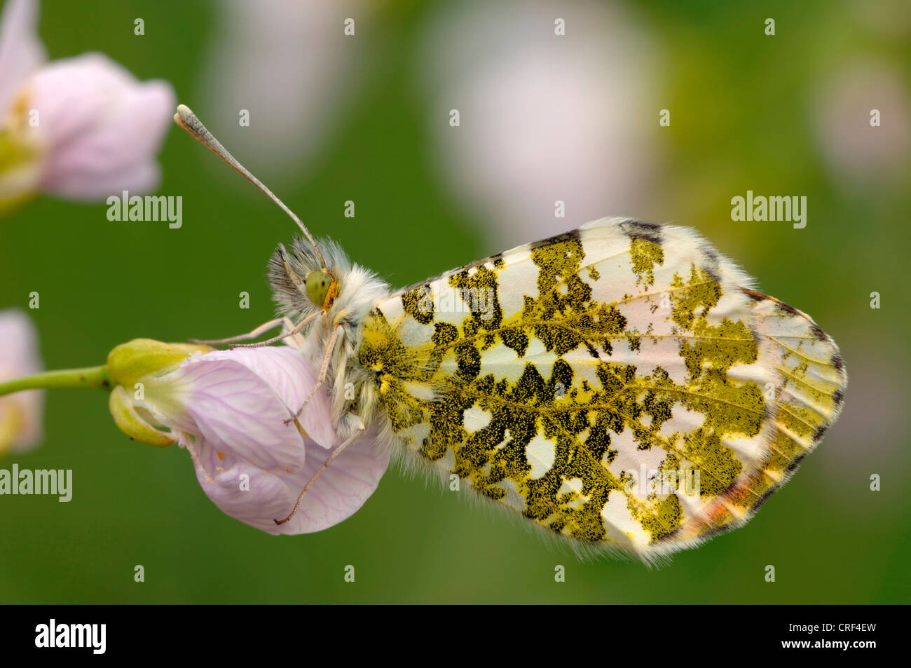 Cardamines pratensis hi-res stock photography and images - Alamy