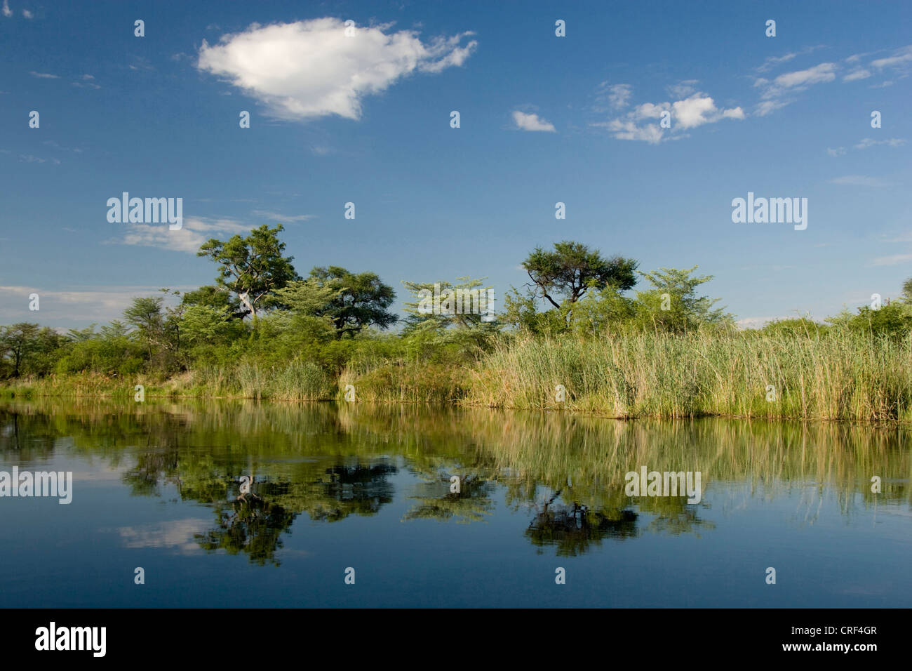Caprivi mcphoto hi-res stock photography and images - Alamy
