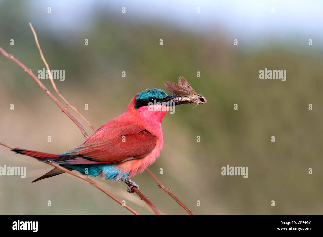 Southern carmine bee eater (Merops nubicoides), with caught insect ...