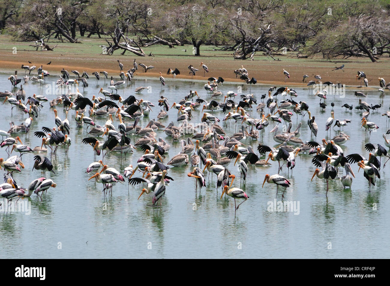 Koonthankulam bird sanctuary hi-res stock photography and images - Alamy