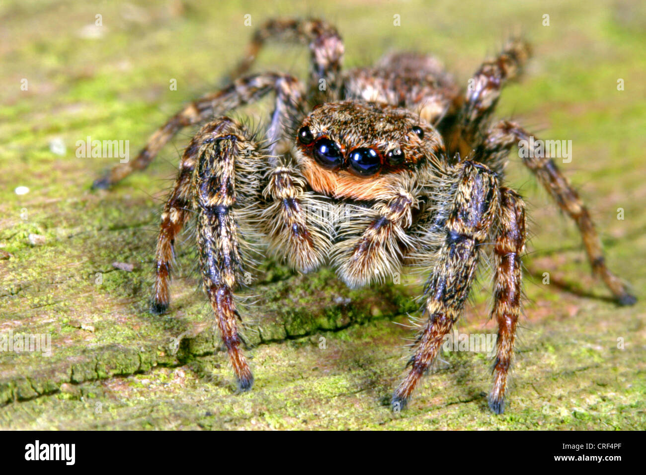 jumping spider (Marpissa muscosa), sitting on dead wood, female Stock ...