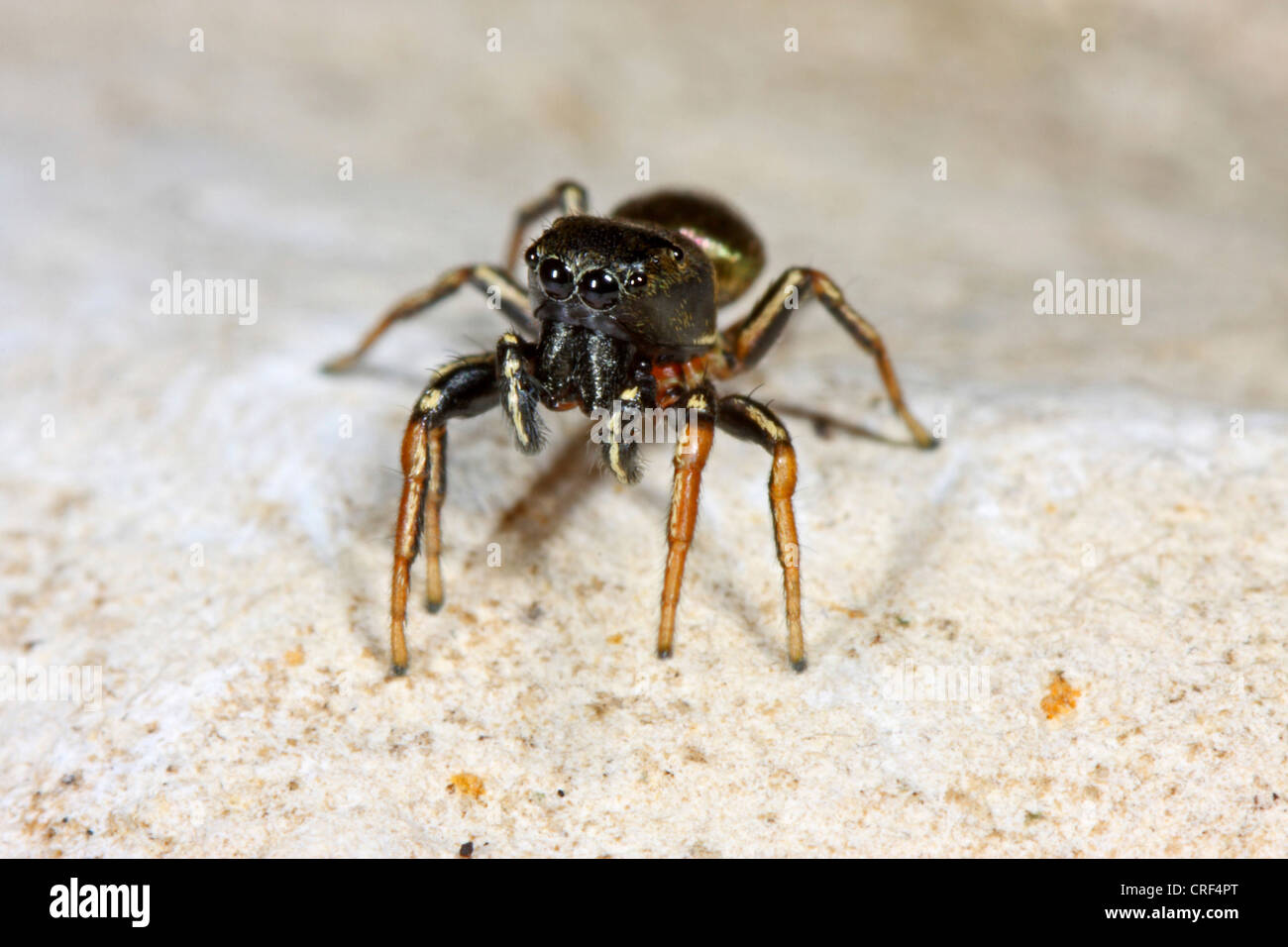 Heliophanus auratus hi-res stock photography and images - Alamy