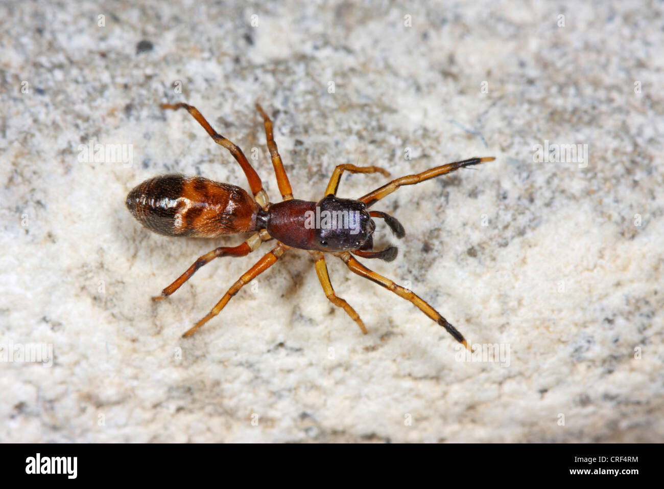 ant spider (Myrmarachne formicaria), sitting on a stone, female Stock ...