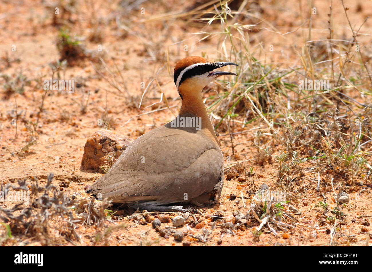 Indian Courser Of India High Resolution Stock Photography and Images ...
