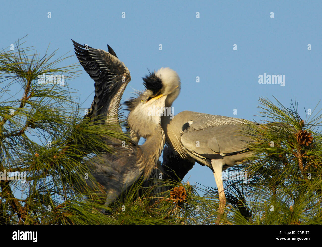 grey heron (Ardea cinerea), feeding fledgling Stock Photo - Alamy