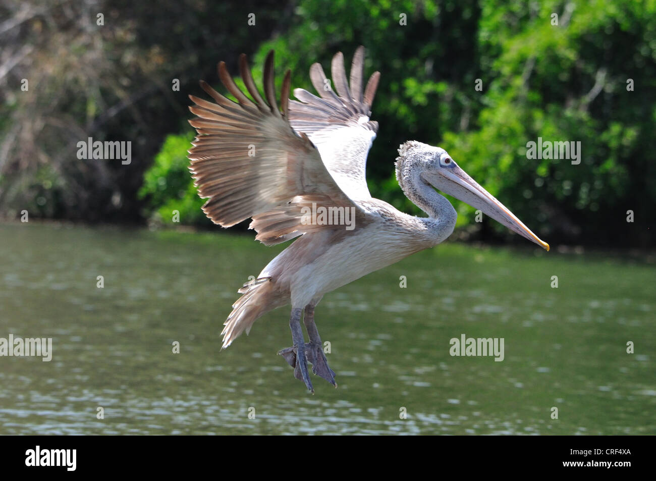 Flight of Indian Grey Pelican ( Spottedbilled Pelican Stock Photo - Alamy
