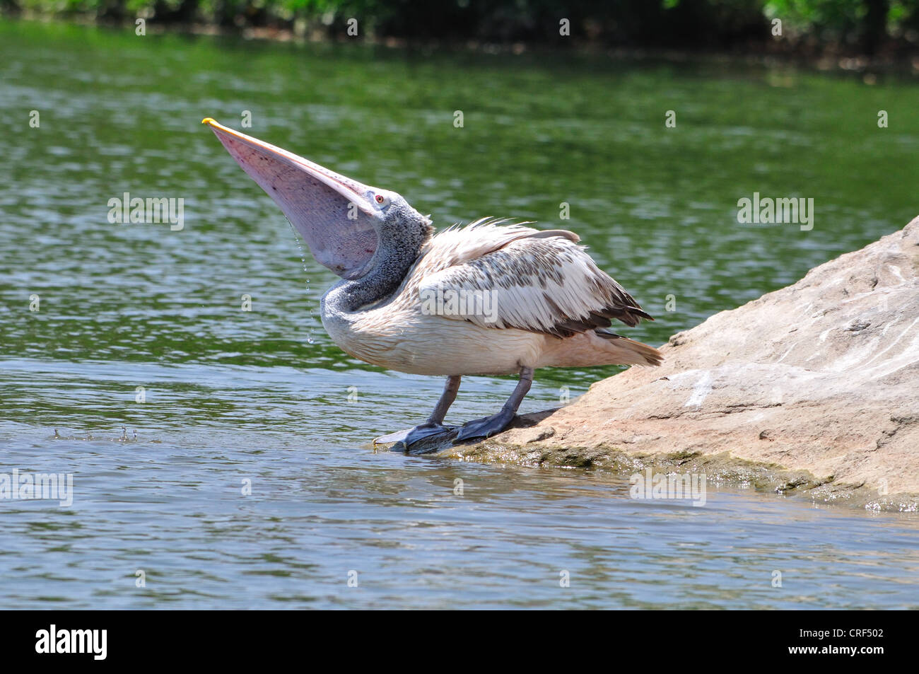 Indian Grey Pelican ( Spottedbilled Pelican Stock Photo - Alamy