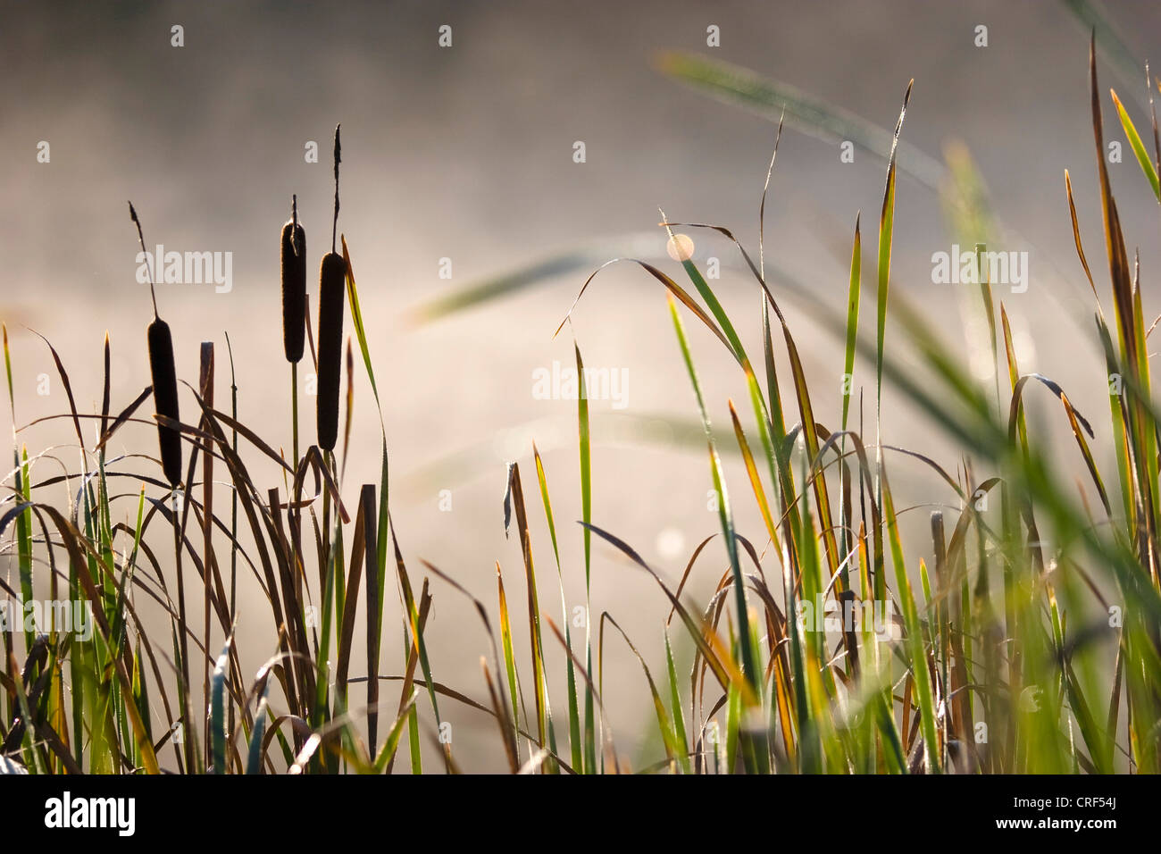 lesser bulrush, narrowleaf cattail, narrow-leaved cattail (Typha ...
