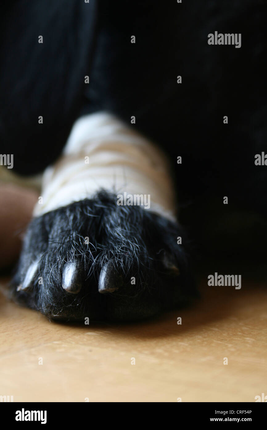 mixed breed dog (Canis lupus f. familiaris), hurt dog paw in detail ...