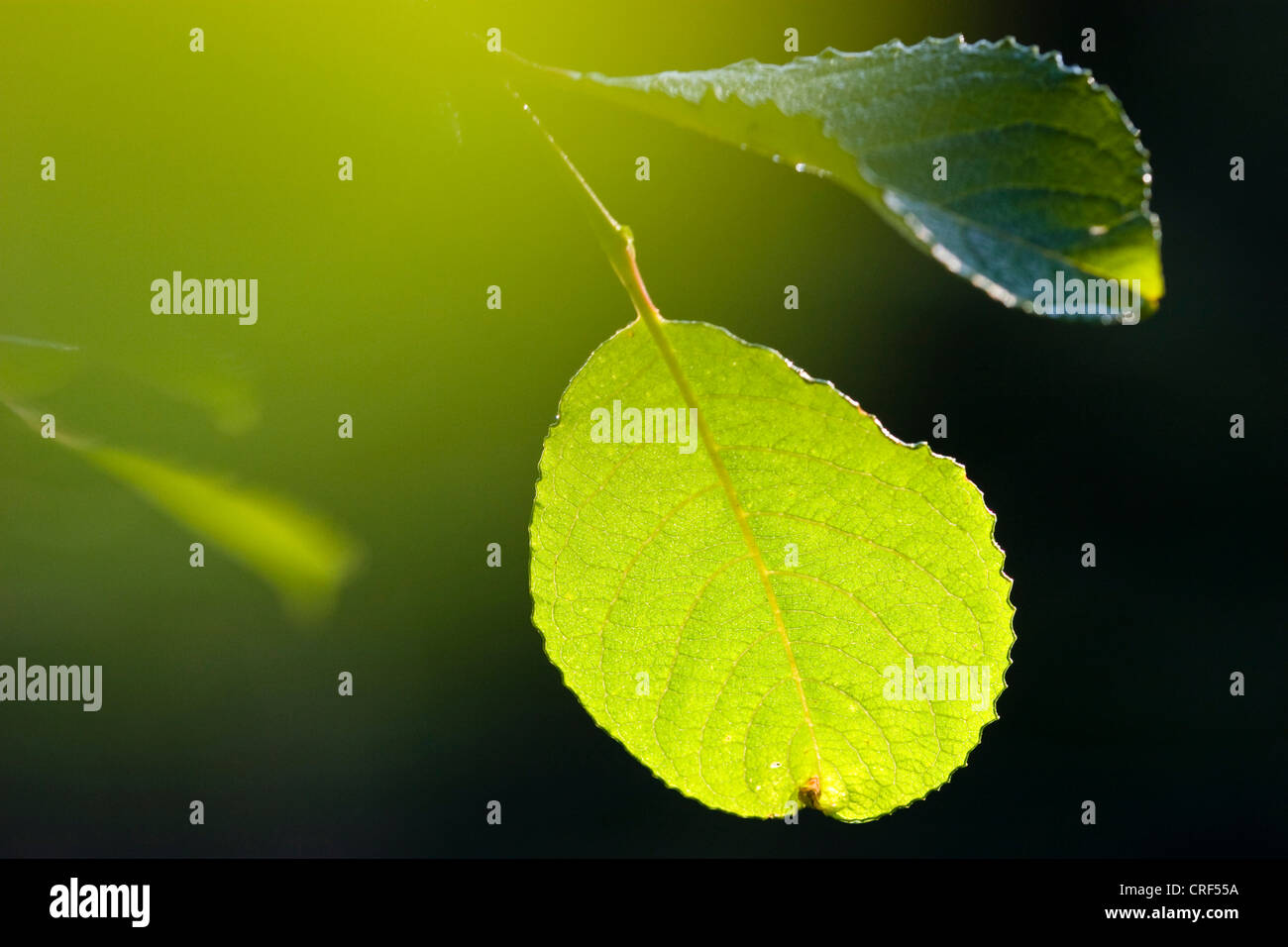 common alder, black alder, European alder (Alnus glutinosa), leaf in ...