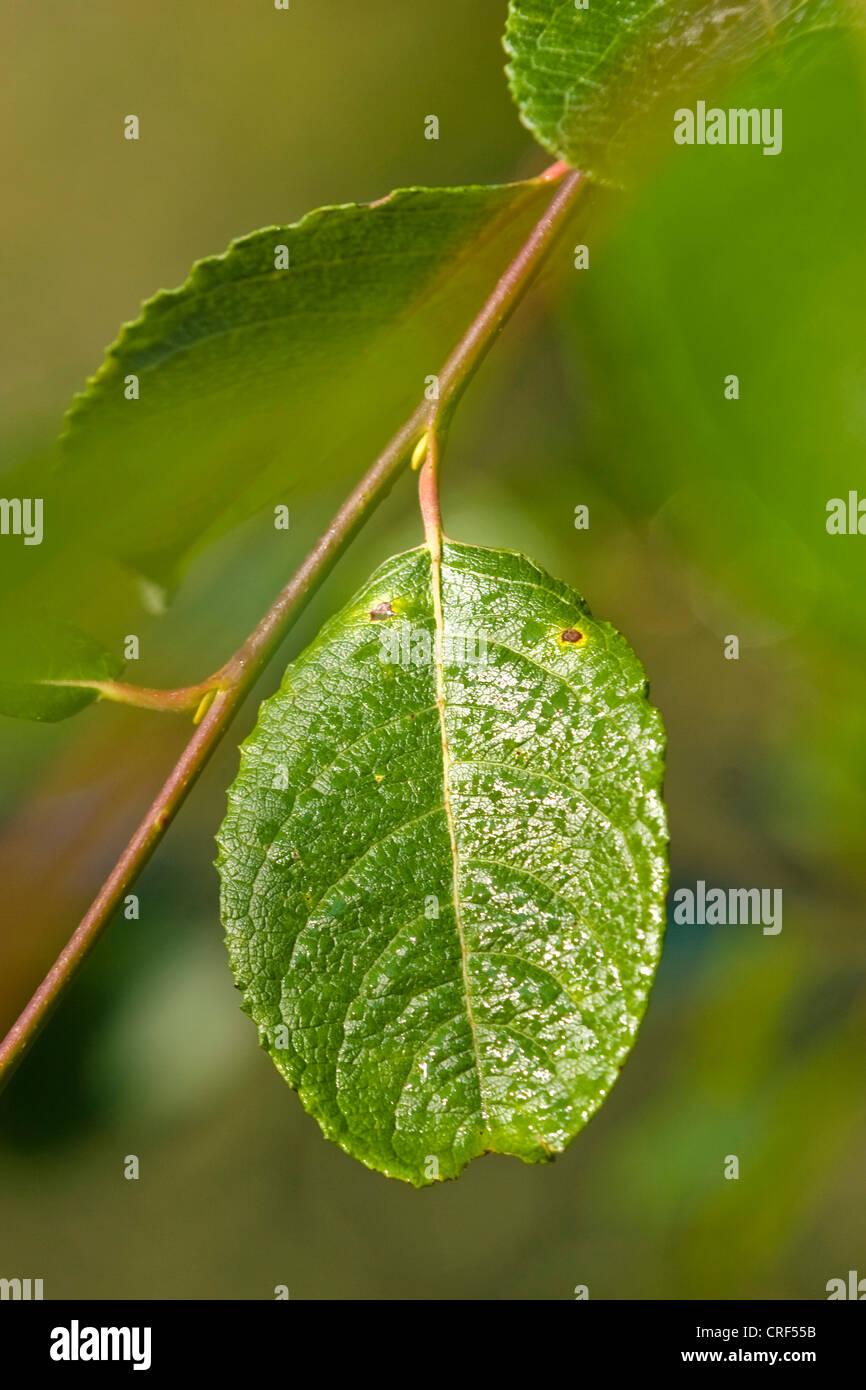 common alder, black alder, European alder (Alnus glutinosa), leaf ...