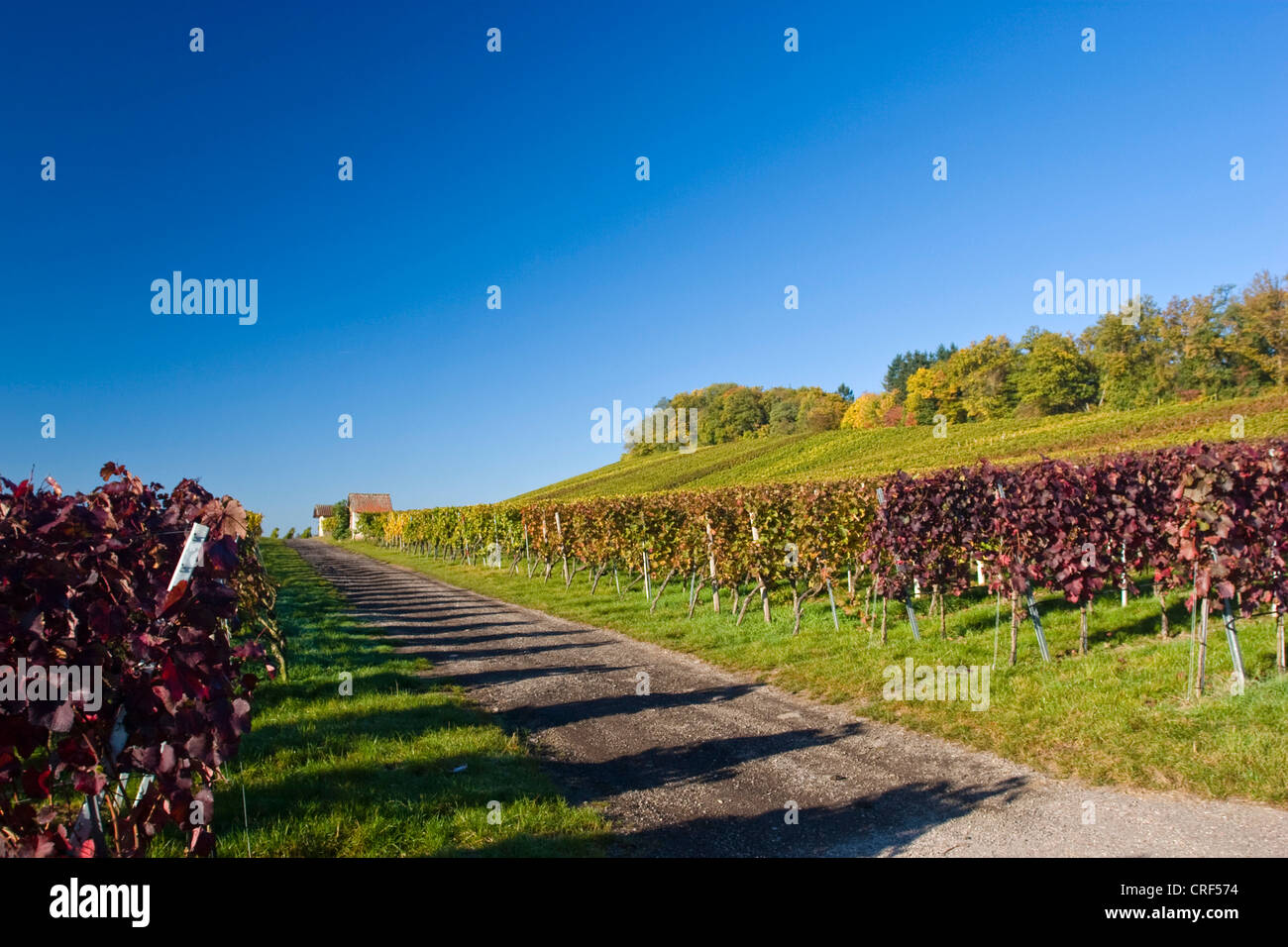 grape-vine, vine (Vitis vinifera), vineyard in autumn with house ...