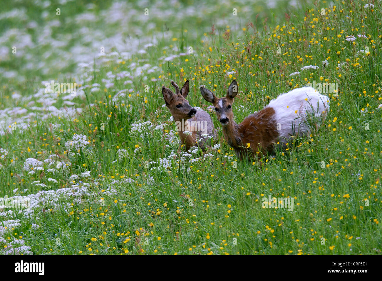 roe deer (Capreolus capreolus), young roes , white colour, defect of ...