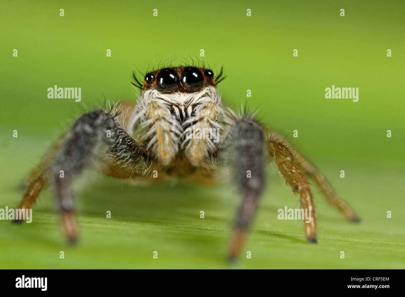 Jumping spider (Mendoza canestrinii, Marpissa canestrinii, Mithion ...