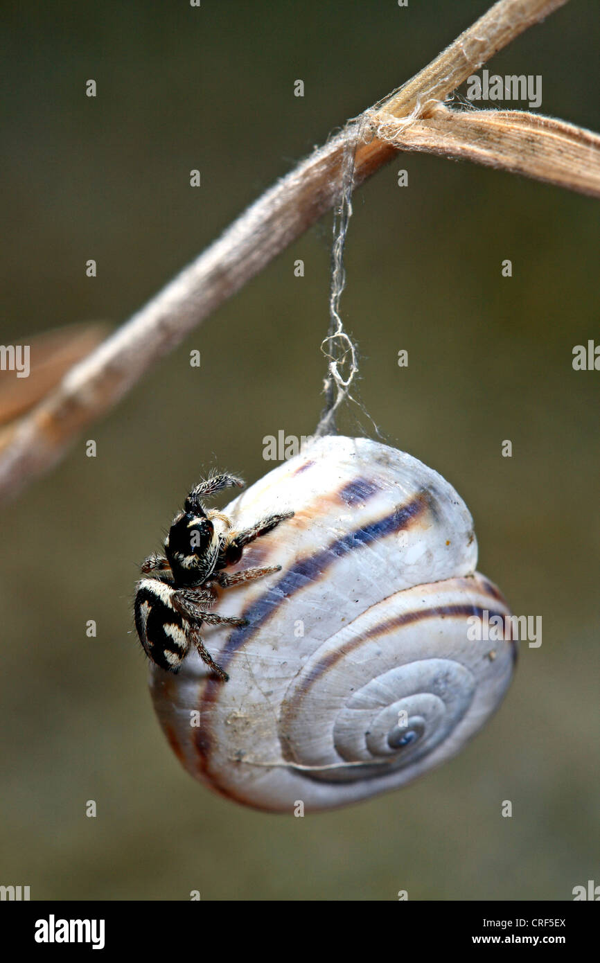 Jumping spider (Pellenes nigrociliatus), female with snail-shell for ...