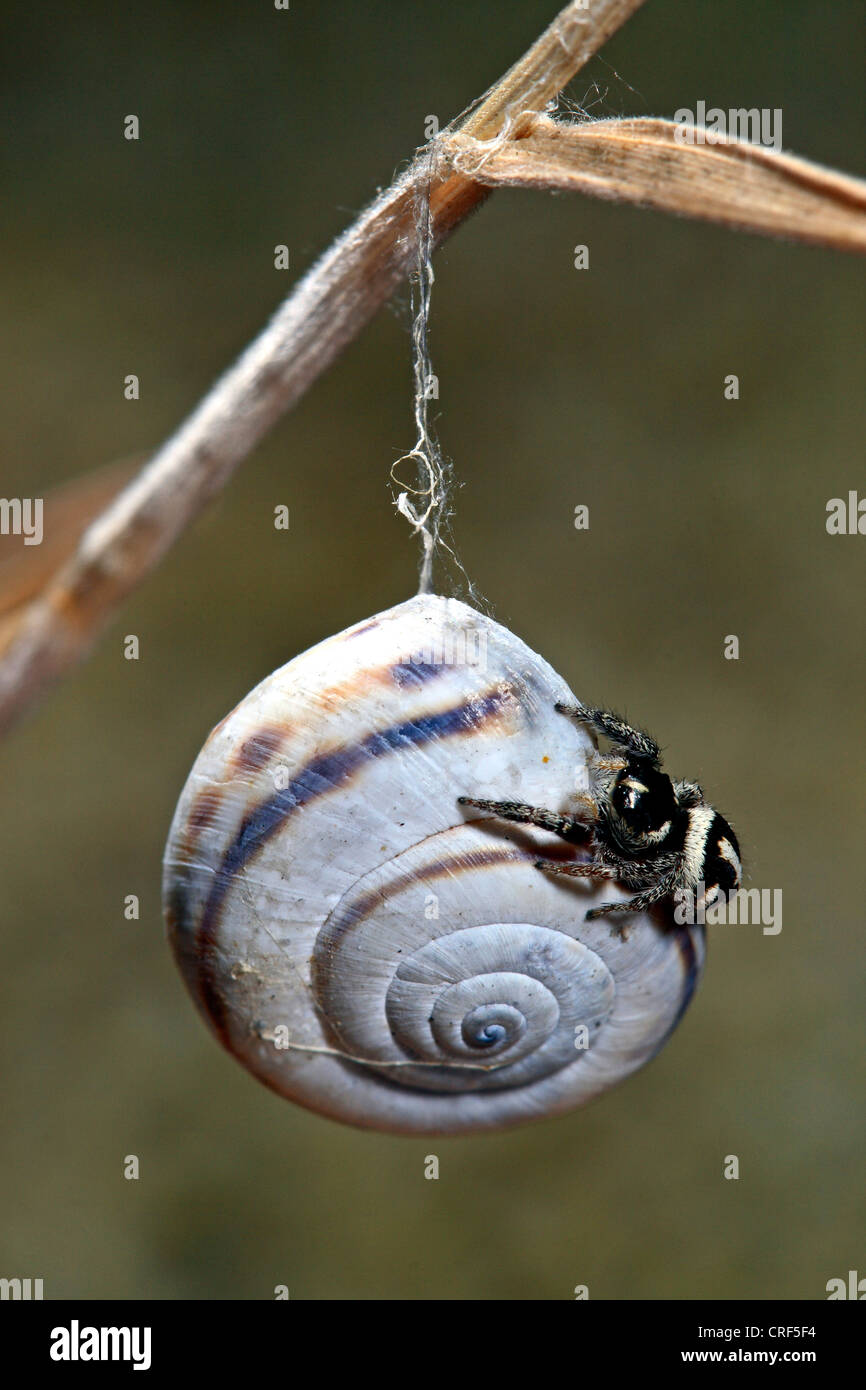 Jumping spider (Pellenes nigrociliatus), female with snail-shell for ...