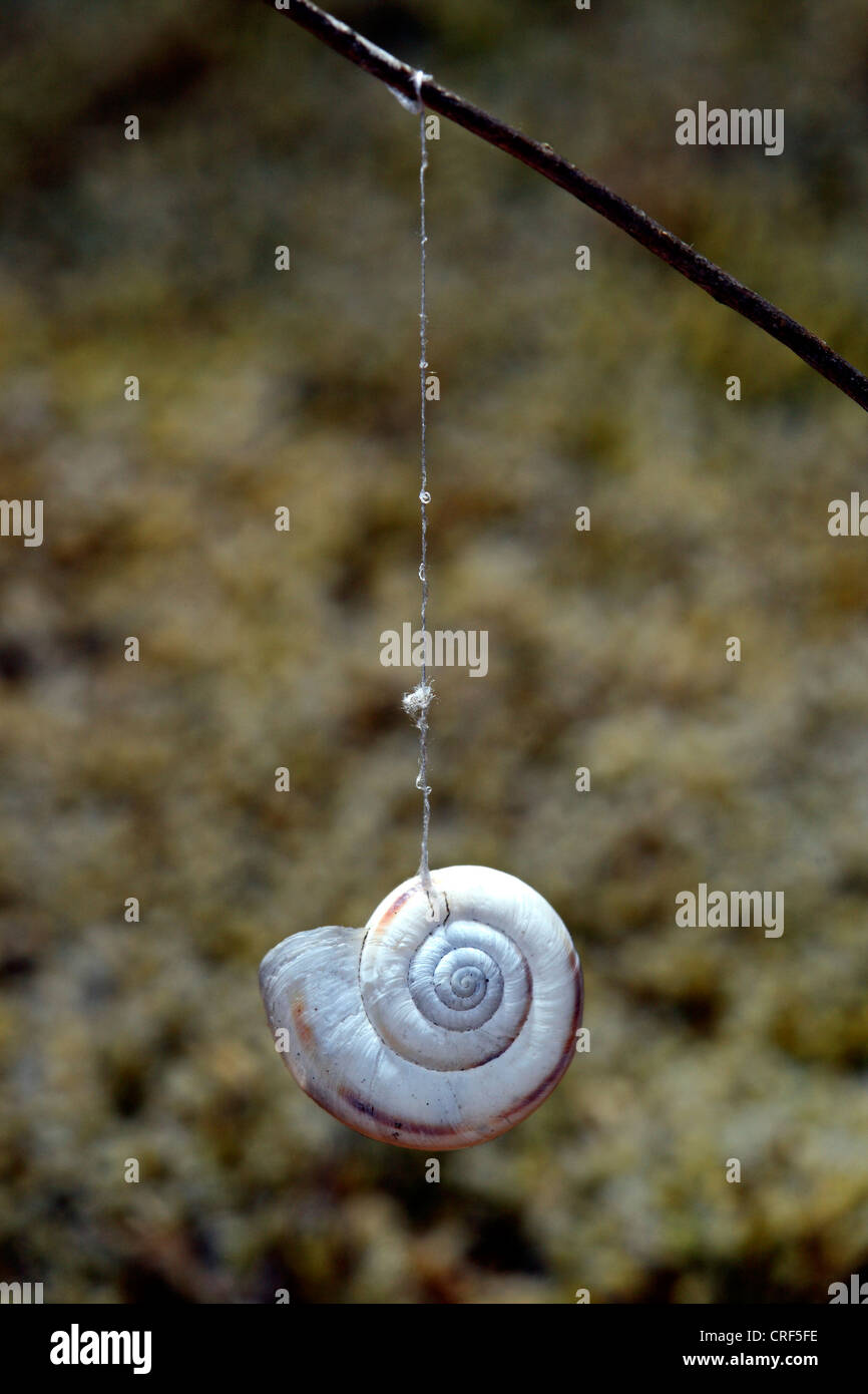 Spider shell hi-res stock photography and images - Alamy