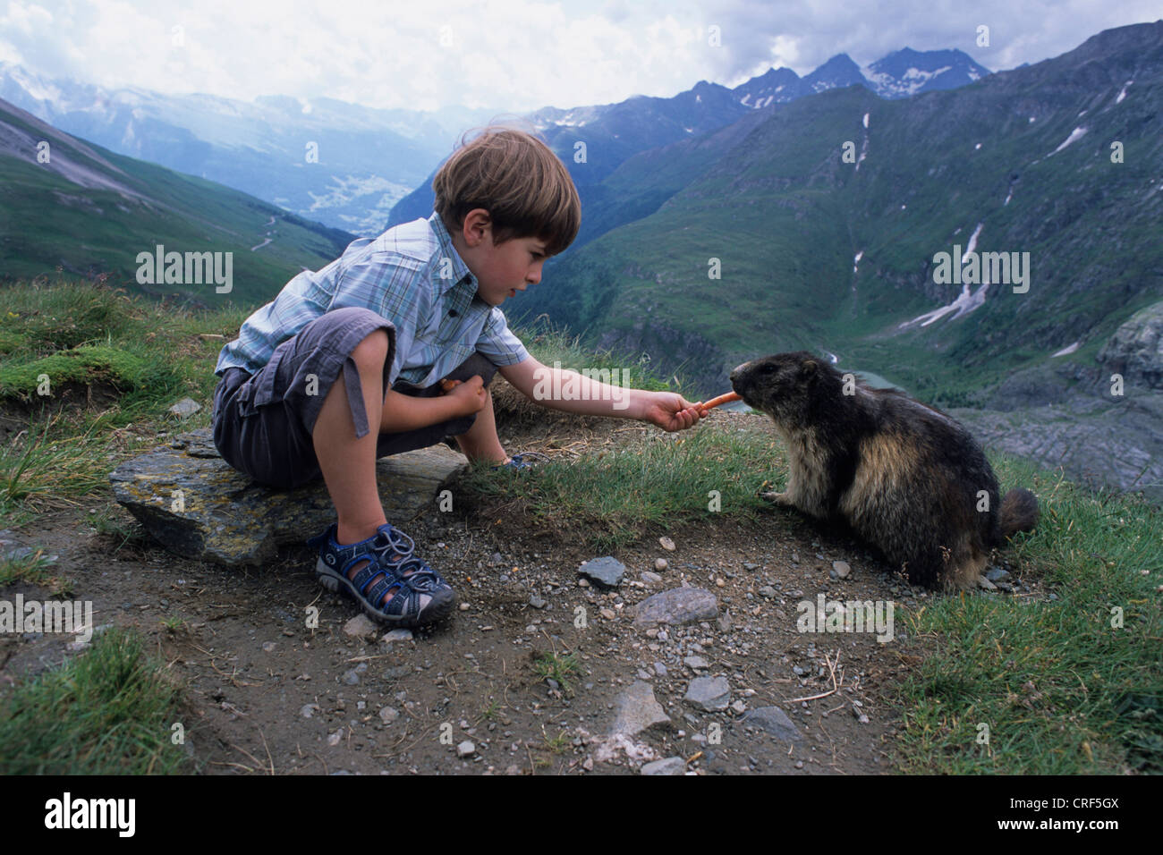 alpine marmot (Marmota marmota), cheeky Alpine Marmot being fed by a ...
