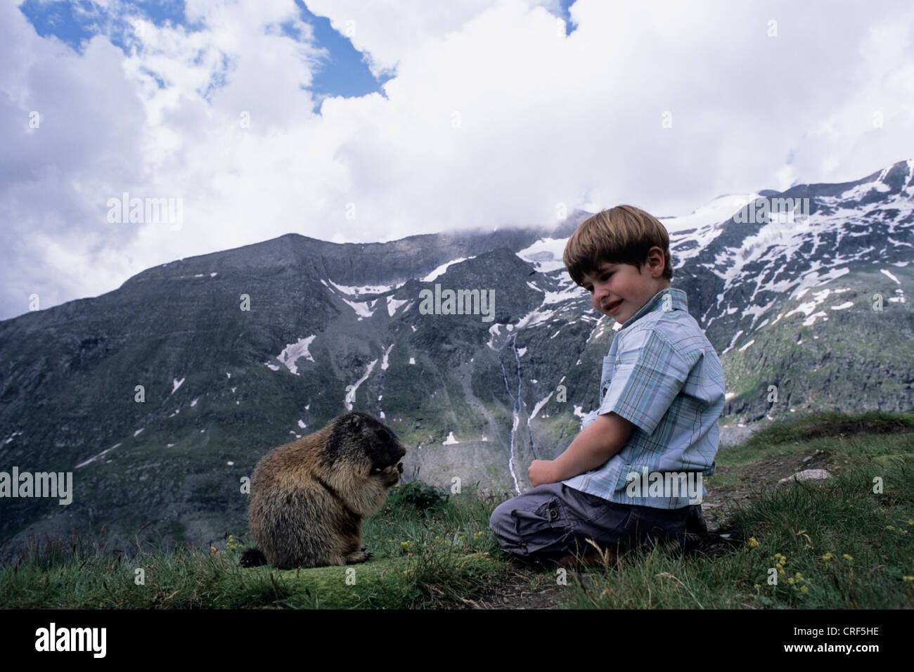 alpine marmot (Marmota marmota), cheeky Alpine Marmot being fed by a ...