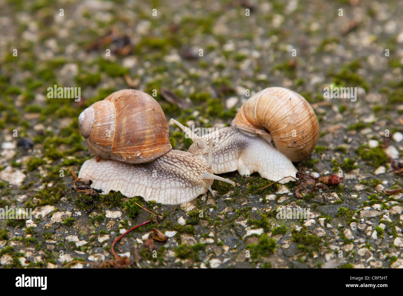 Wet snail trail hi-res stock photography and images - Alamy