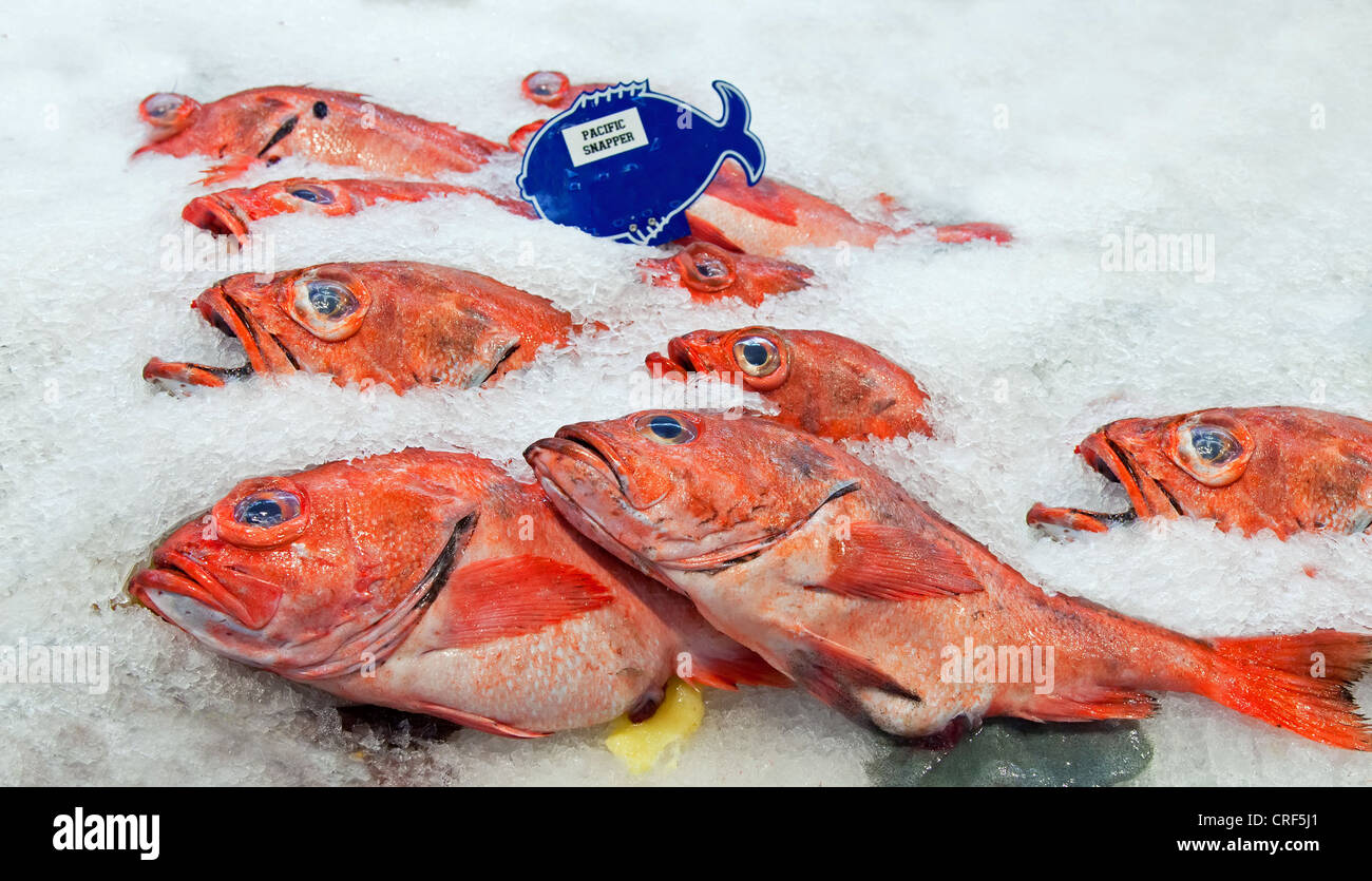 Red snapper fishing hi-res stock photography and images - Alamy