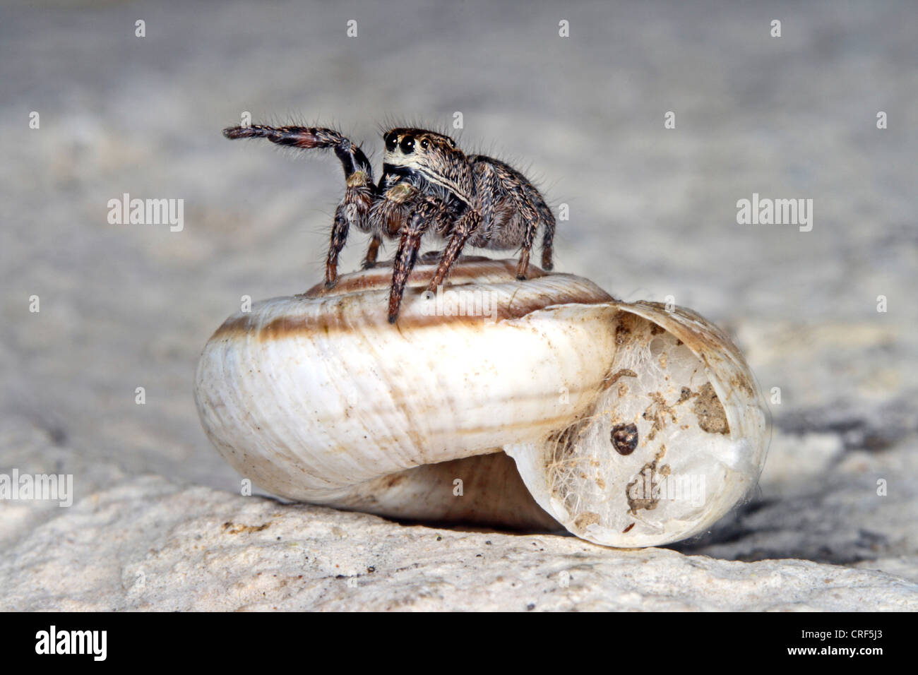 Jumping spider (Pellenes tripunctatus), young male on its snail-shell ...