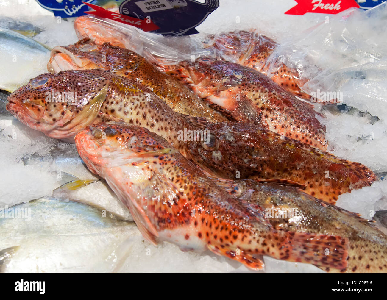 Sculpin hi-res stock photography and images - Alamy