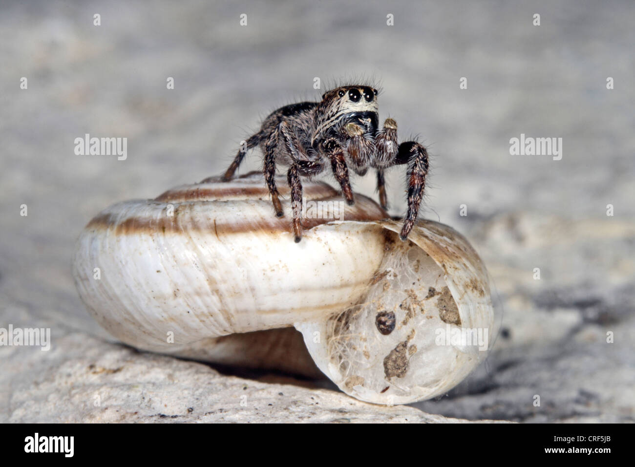 Jumping spider (Pellenes tripunctatus), young male on its snail-shell ...