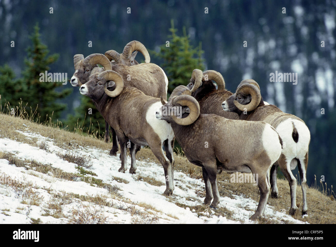 bighorn sheep, American bighorn, mountain sheep (Ovis canadensis ...