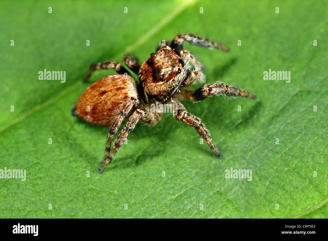 Jumping spider (Evarcha falcata), female sitting on a leaf Stock Photo ...